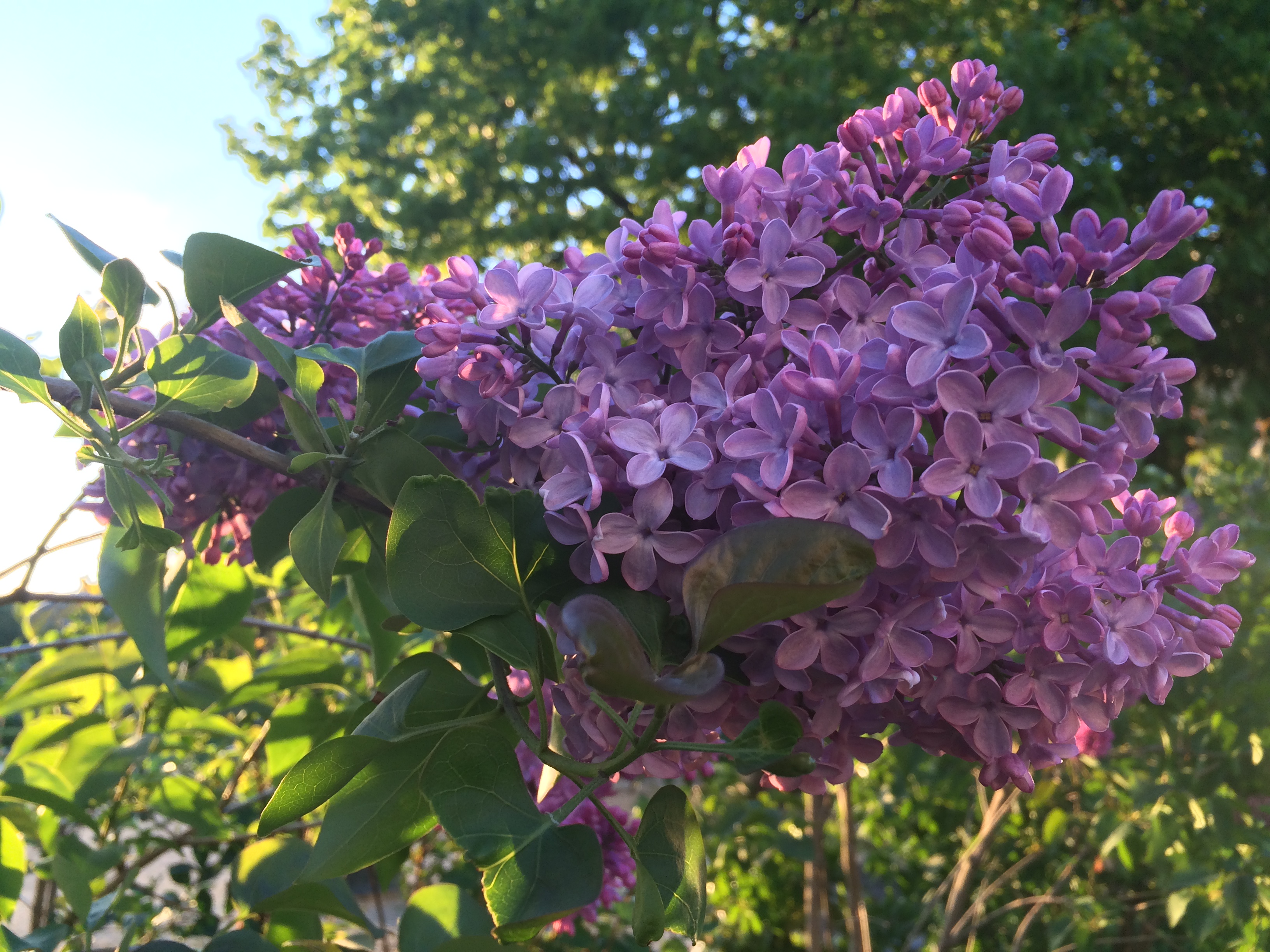 Lilac Dreams | Life in a Cold Climate